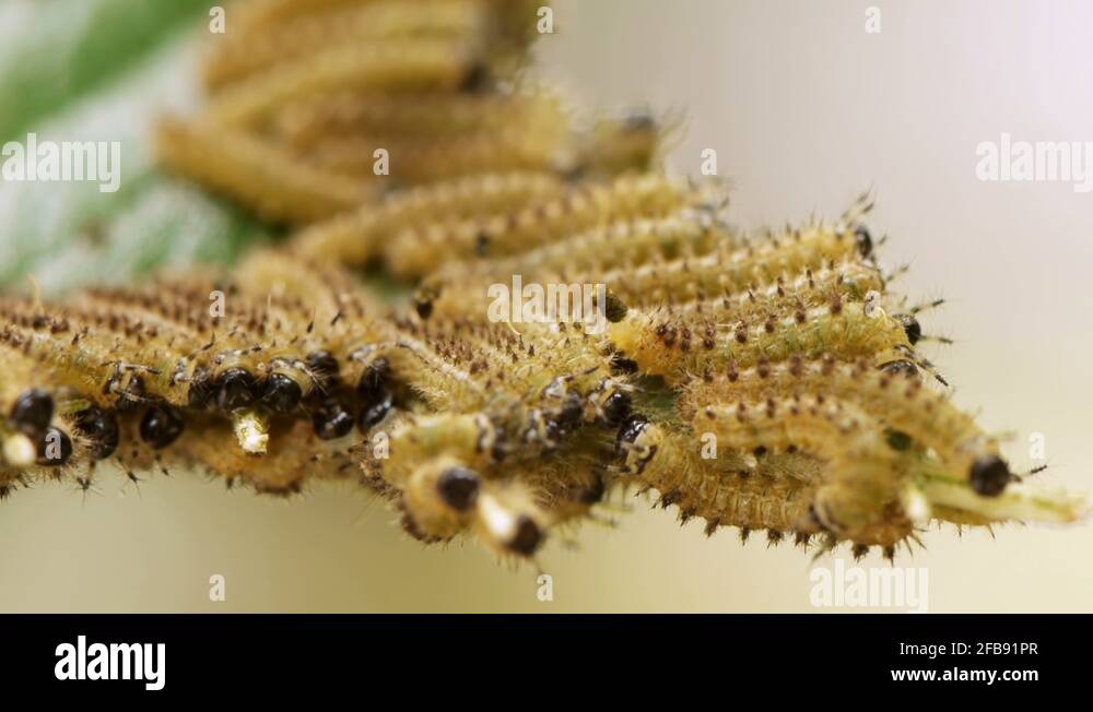 Guava moth Stock Videos & Footage - HD and 4K Video Clips - Alamy