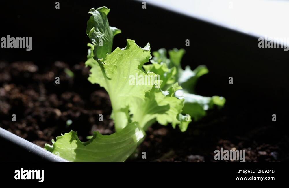 Lettuce growing box Stock Videos & Footage - HD and 4K Video Clips - Alamy