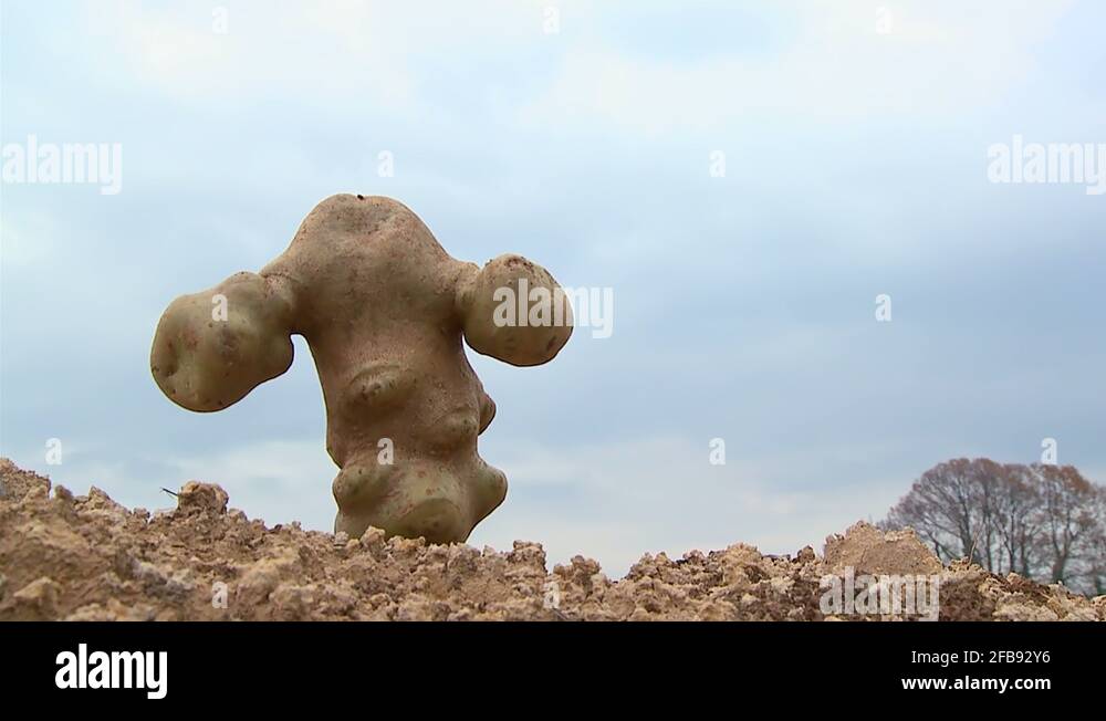 Unusual potato Stock Videos & Footage - HD and 4K Video Clips - Alamy