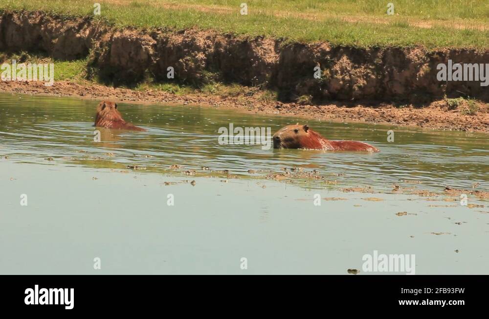 Capybara water Stock Videos & Footage - HD and 4K Video Clips - Alamy