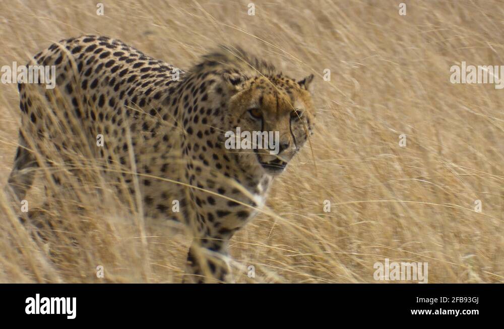 Africa grass yellow cheetah Stock Videos & Footage - HD and 4K Video ...