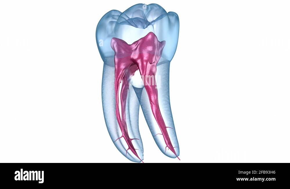 Dental root anatomy - First maxillary molar tooth Stock Video Footage ...