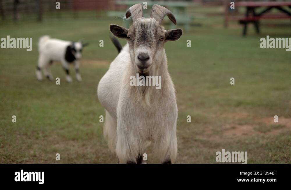 Human breeding Stock Videos & Footage - HD and 4K Video Clips - Alamy