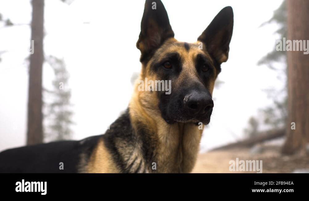 Faithful behavior Stock Videos & Footage - HD and 4K Video Clips - Alamy