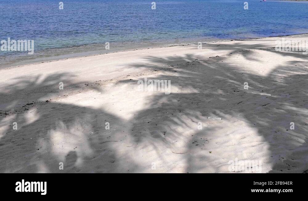 Palm tree shadow beach Stock Videos & Footage - HD and 4K Video Clips ...