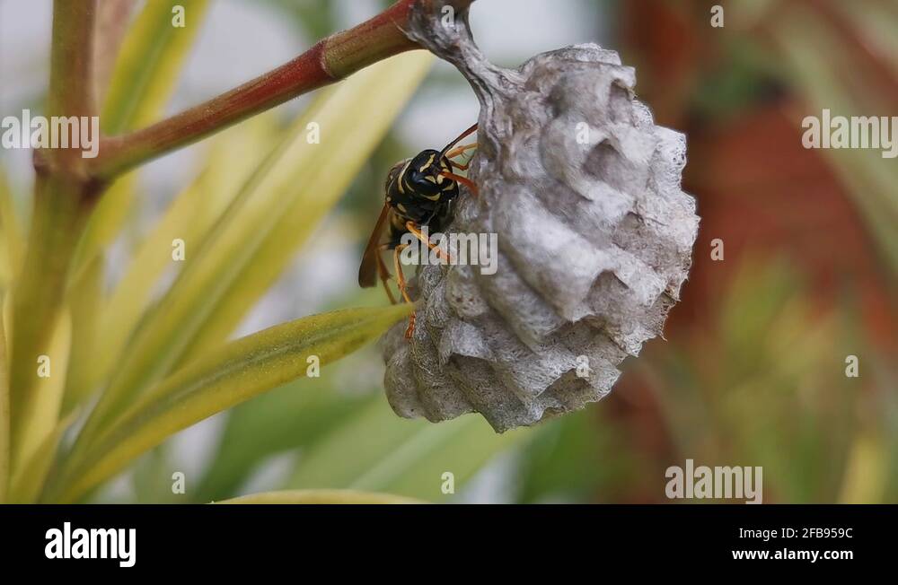Paper wasp building their nest Stock Videos & Footage - HD and 4K Video ...