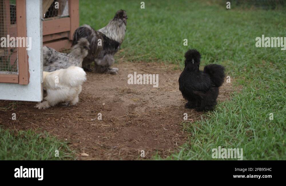 Feather footed Stock Videos & Footage - HD and 4K Video Clips - Alamy