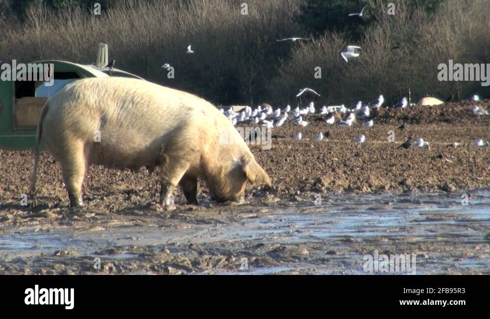 Pig in muck Stock Videos & Footage - HD and 4K Video Clips - Alamy