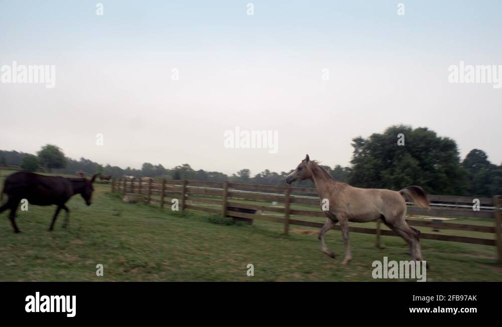 Horse running past camera Stock Videos & Footage - HD and 4K Video ...