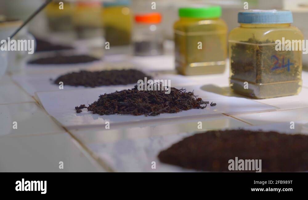 Close-up of dry portion of tea leaves in differents stages of tea ...
