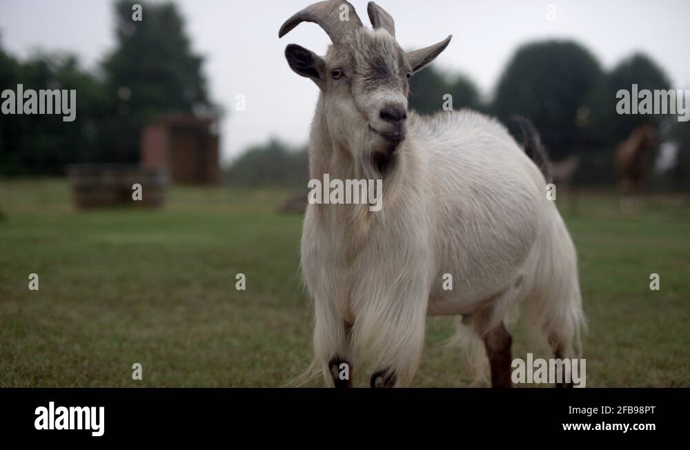 Wise animals Stock Videos & Footage - HD and 4K Video Clips - Alamy