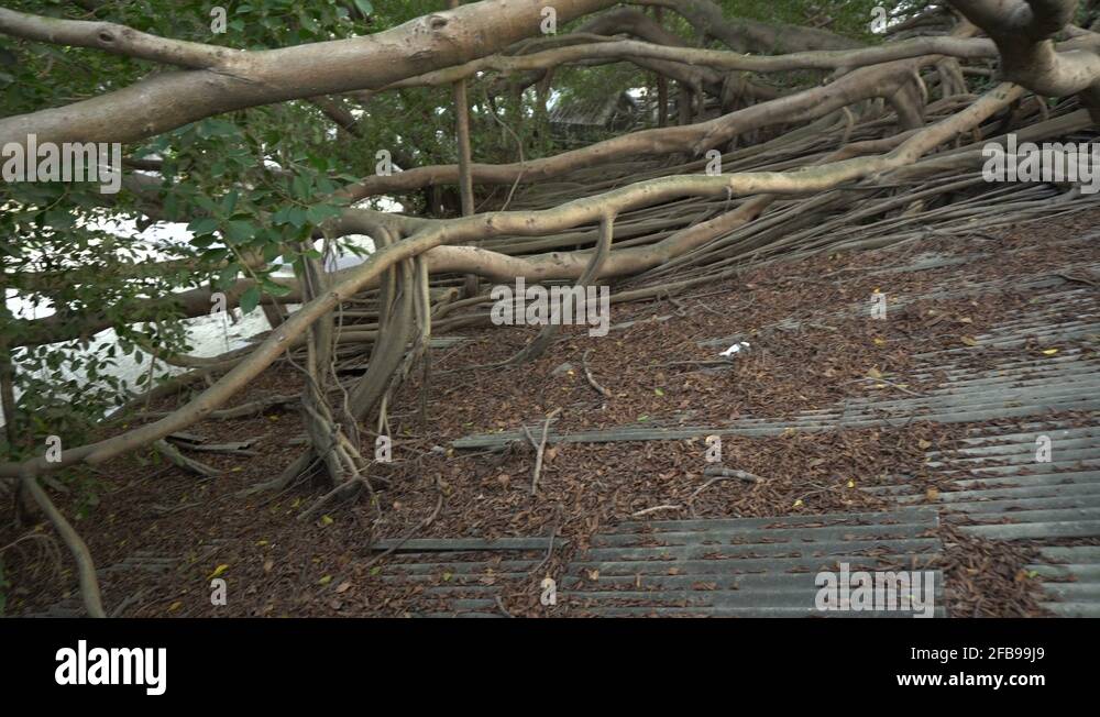 Tree growing into house Stock Videos & Footage - HD and 4K Video Clips ...