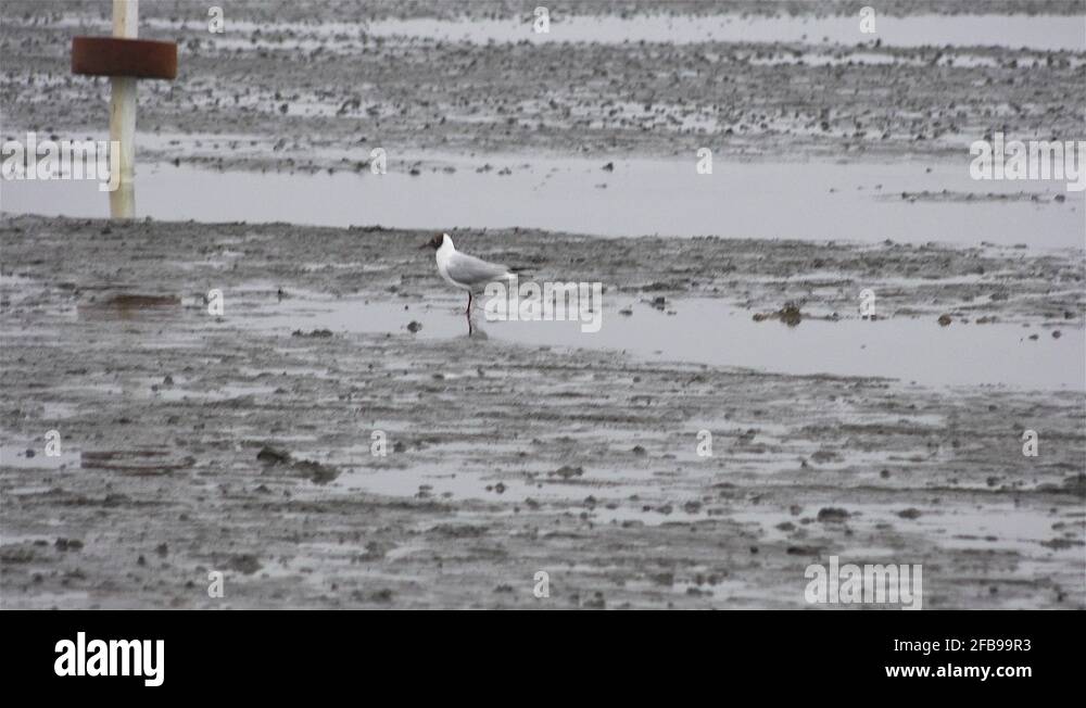 Cuxhaven duhnen Stock Videos & Footage - HD and 4K Video Clips - Alamy