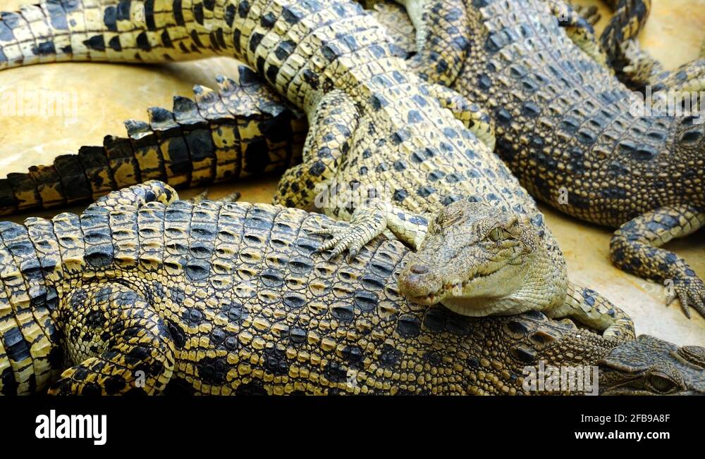 Young crocodiles Stock Videos & Footage - HD and 4K Video Clips - Alamy