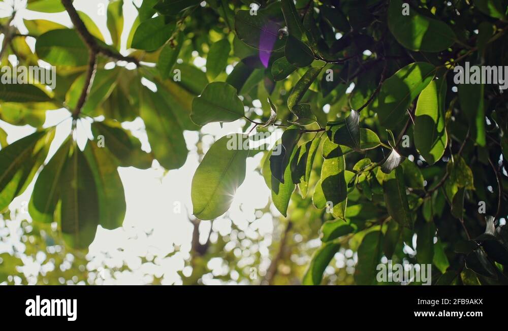 Branches citrus tree leaves Stock Videos & Footage - HD and 4K Video ...