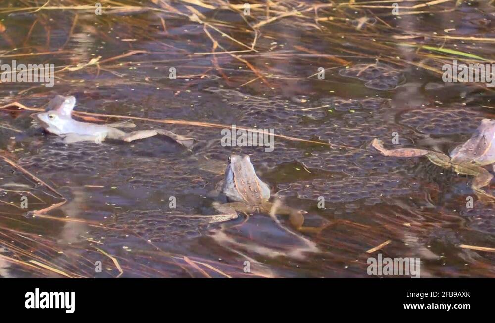 Mating season frog Stock Videos & Footage - HD and 4K Video Clips - Alamy