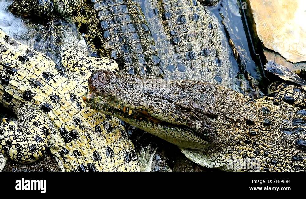 Wildlife zoo crocodiles Stock Videos & Footage - HD and 4K Video Clips ...
