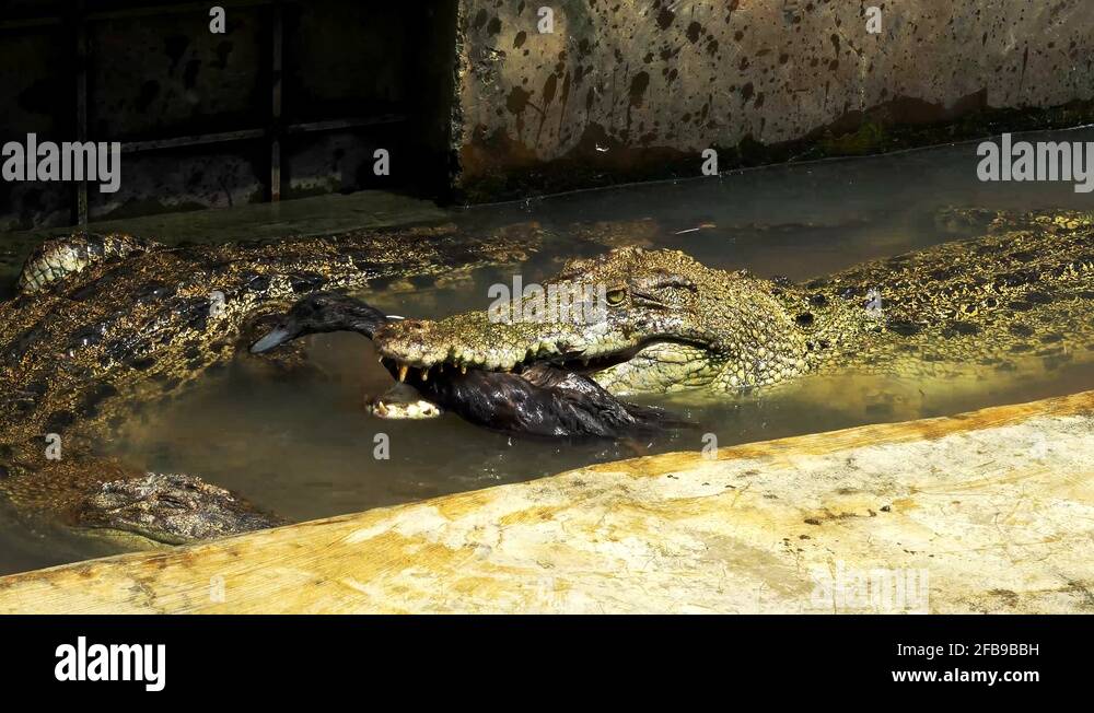 Crocodile eating Stock Videos & Footage - HD and 4K Video Clips - Alamy