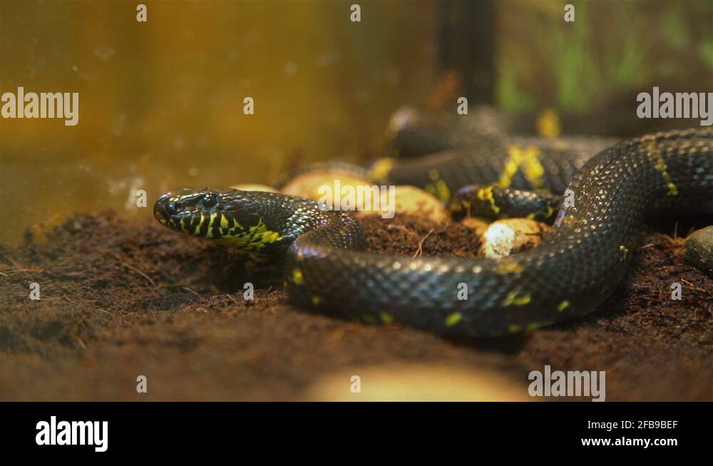 Hissing snake Stock Videos & Footage - HD and 4K Video Clips - Alamy
