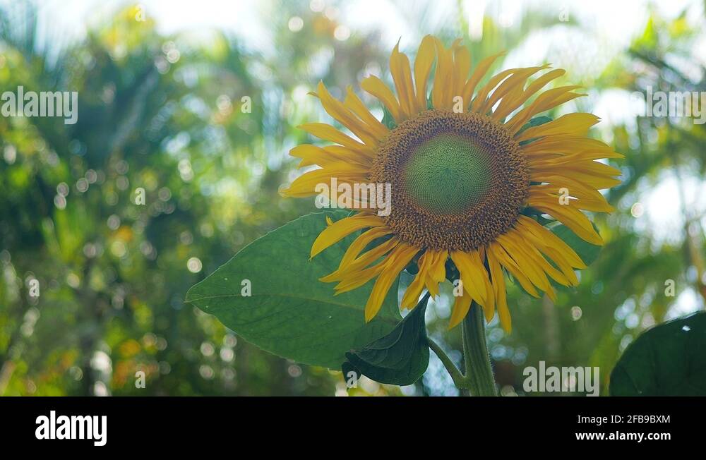 Caribbean sunflower Stock Videos & Footage - HD and 4K Video Clips - Alamy