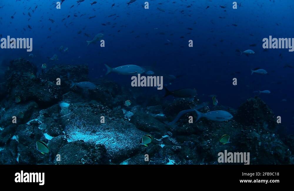 Sharks underwater marine life of sea creatures in Pacific Ocean Stock ...