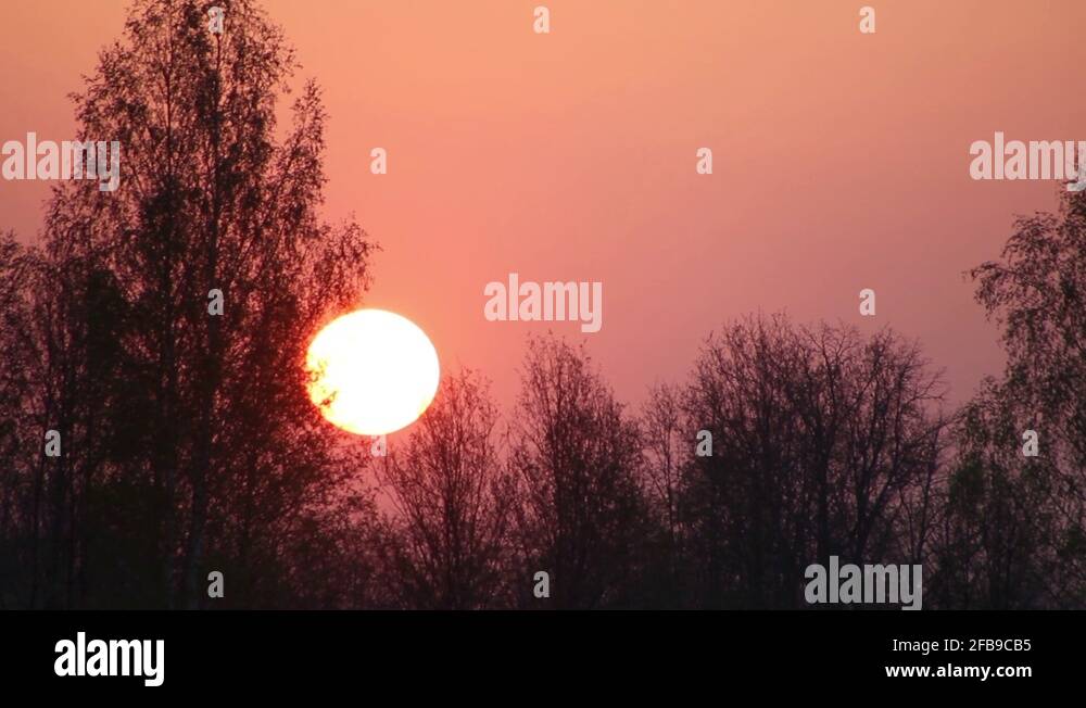 Sun in trees low poly Stock Videos & Footage - HD and 4K Video Clips ...