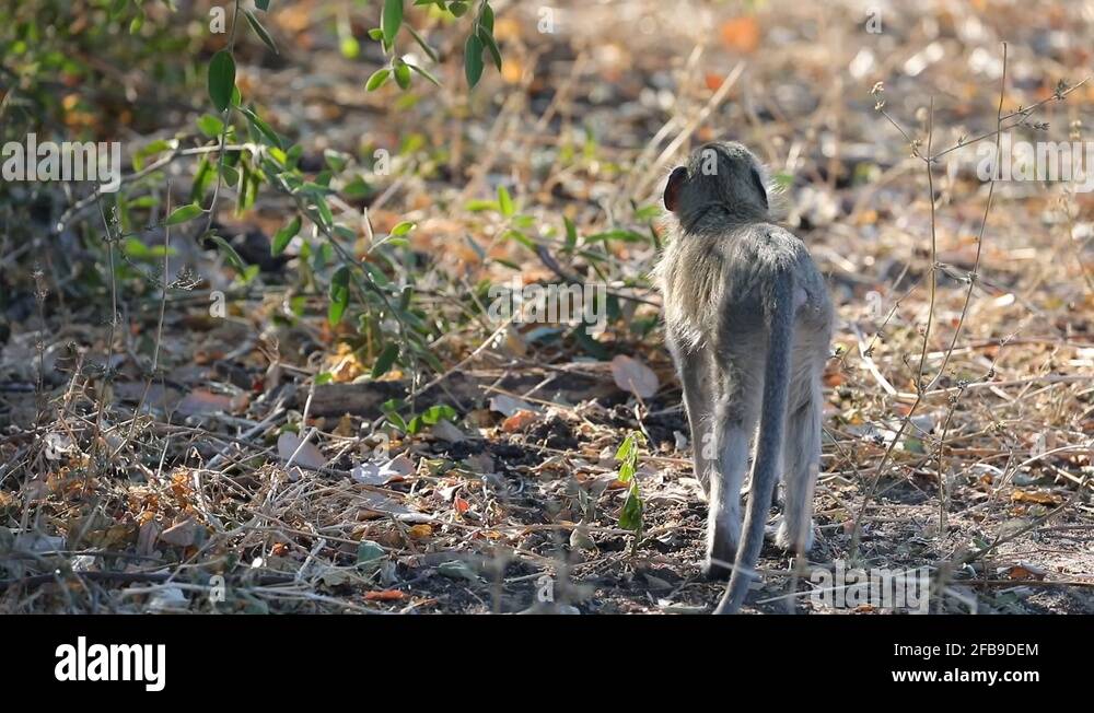 Monkey tree botswana Stock Videos & Footage - HD and 4K Video Clips - Alamy