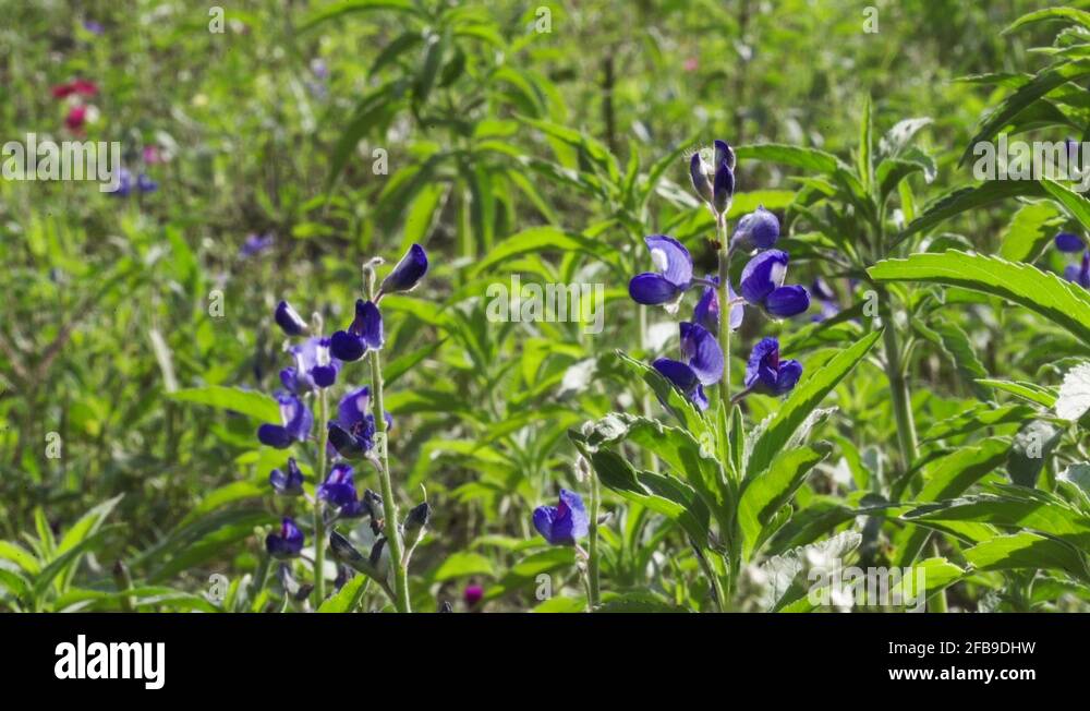 Texas state flower bluebonnet Stock Videos & Footage - HD and 4K Video ...