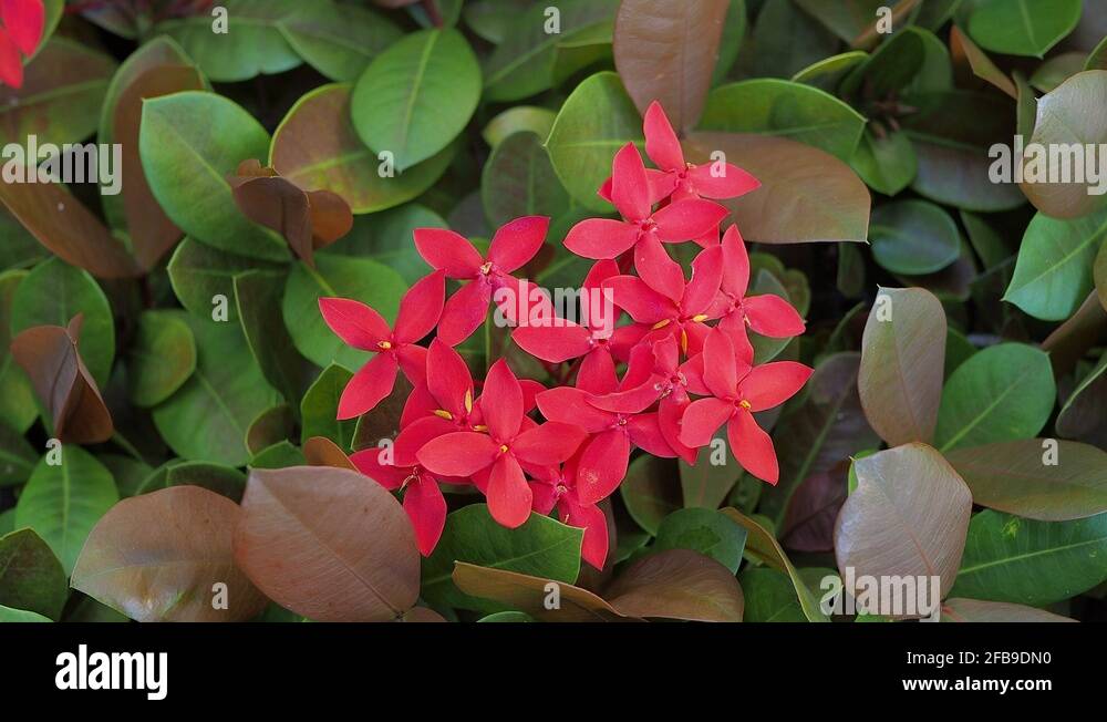 Hojas de hojas Stock Videos & Footage - HD and 4K Video Clips - Alamy