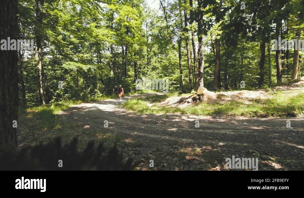 Virgin forests Stock Videos & Footage - HD and 4K Video Clips - Alamy