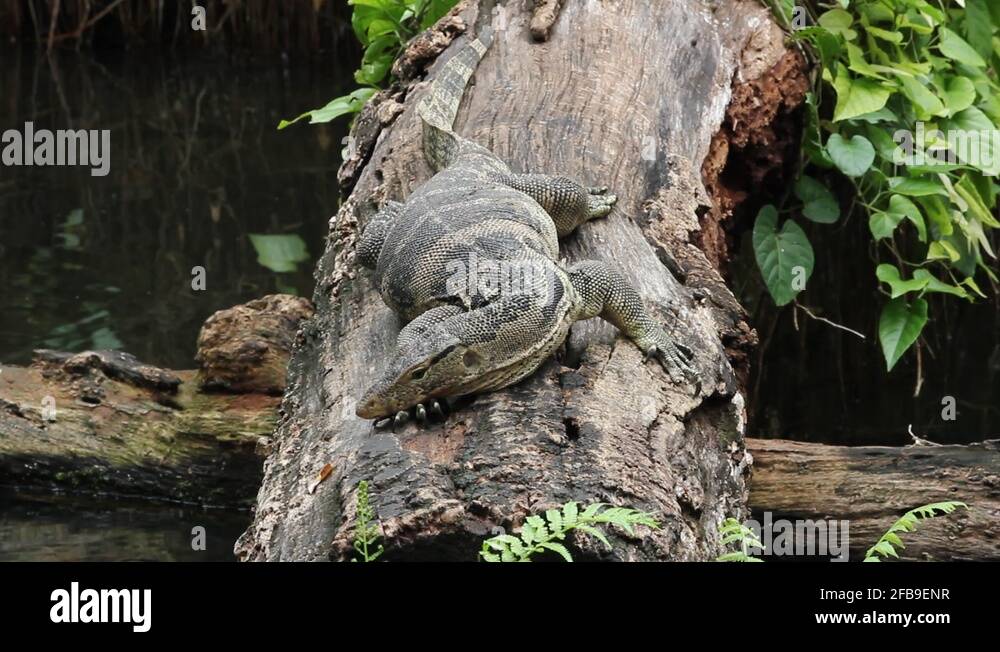 Monitor lizard dragon Stock Videos & Footage - HD and 4K Video Clips ...