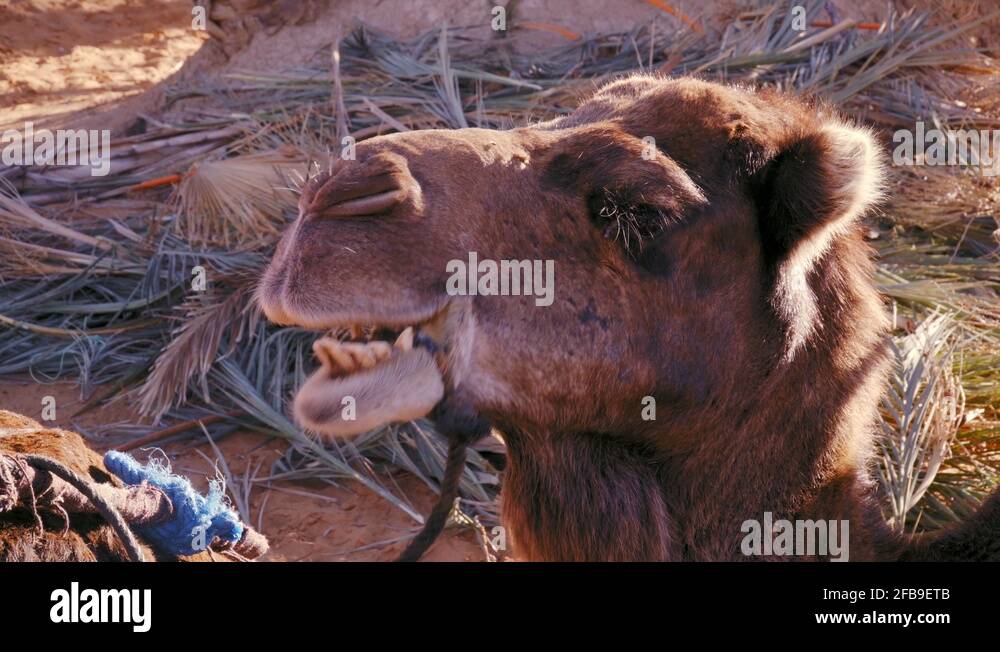 Chewing action Stock Videos & Footage - HD and 4K Video Clips - Alamy