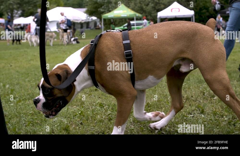 Pug dogs in dog show Stock Videos & Footage - HD and 4K Video Clips - Alamy