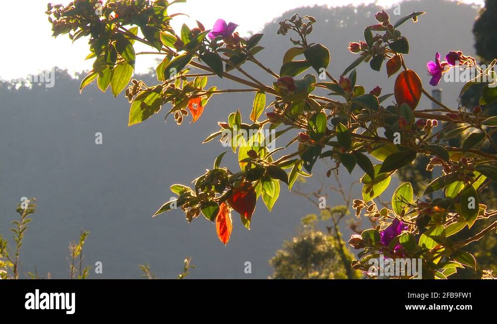 Back of flower Stock Videos & Footage - HD and 4K Video Clips - Alamy