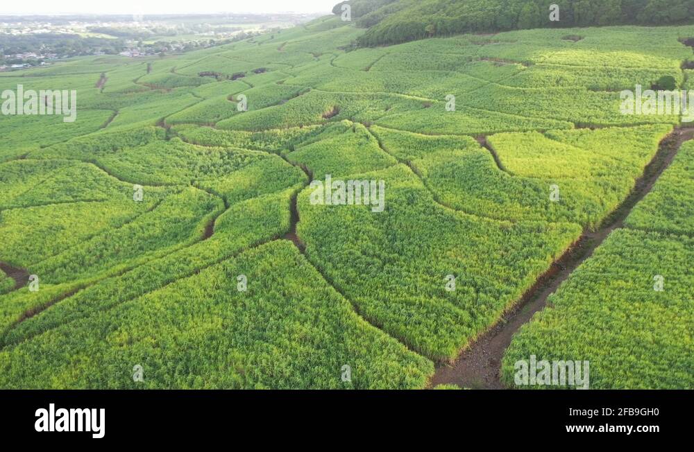 Farming in mauritius Stock Videos & Footage - HD and 4K Video Clips - Alamy