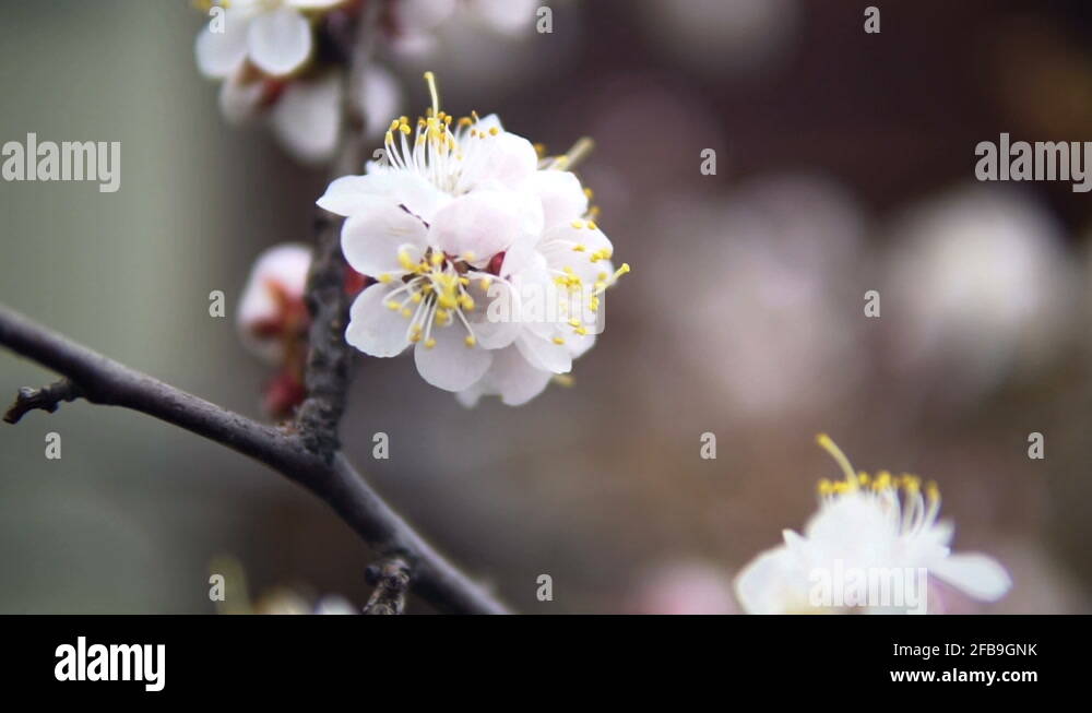 Fluorescent garden Stock Videos & Footage - HD and 4K Video Clips - Alamy