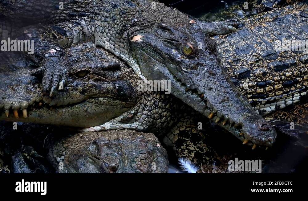 Crocodile breeding Stock Videos & Footage - HD and 4K Video Clips - Alamy