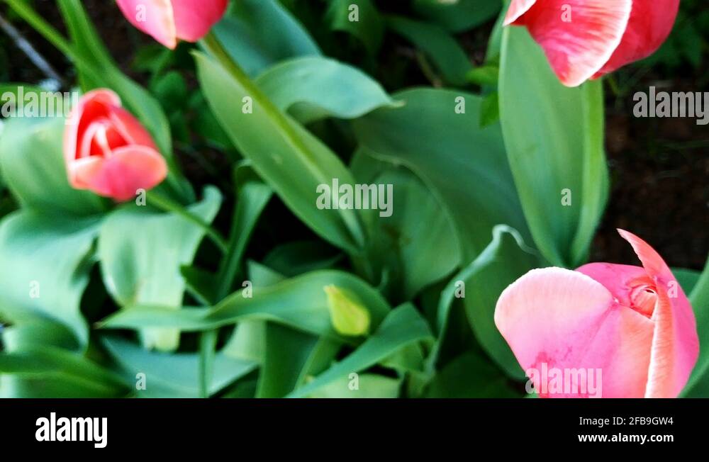 Traditional dutch flowers Stock Videos & Footage - HD and 4K Video ...