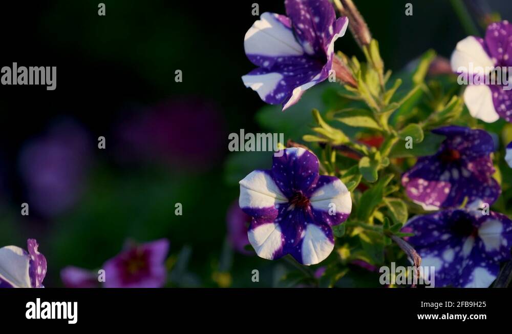 Violet harmony Stock Videos & Footage - HD and 4K Video Clips - Alamy