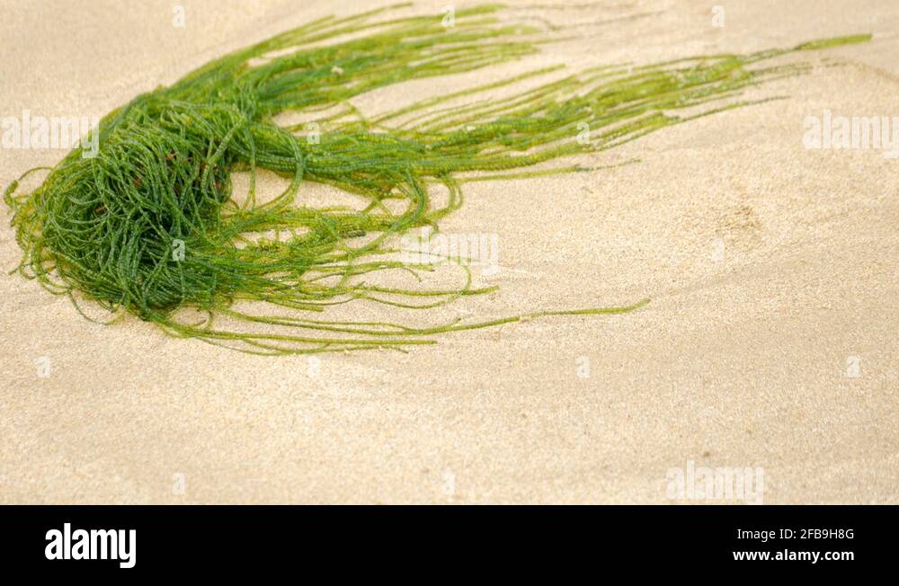 Chaetomorpha linum Stock Videos & Footage - HD and 4K Video Clips - Alamy
