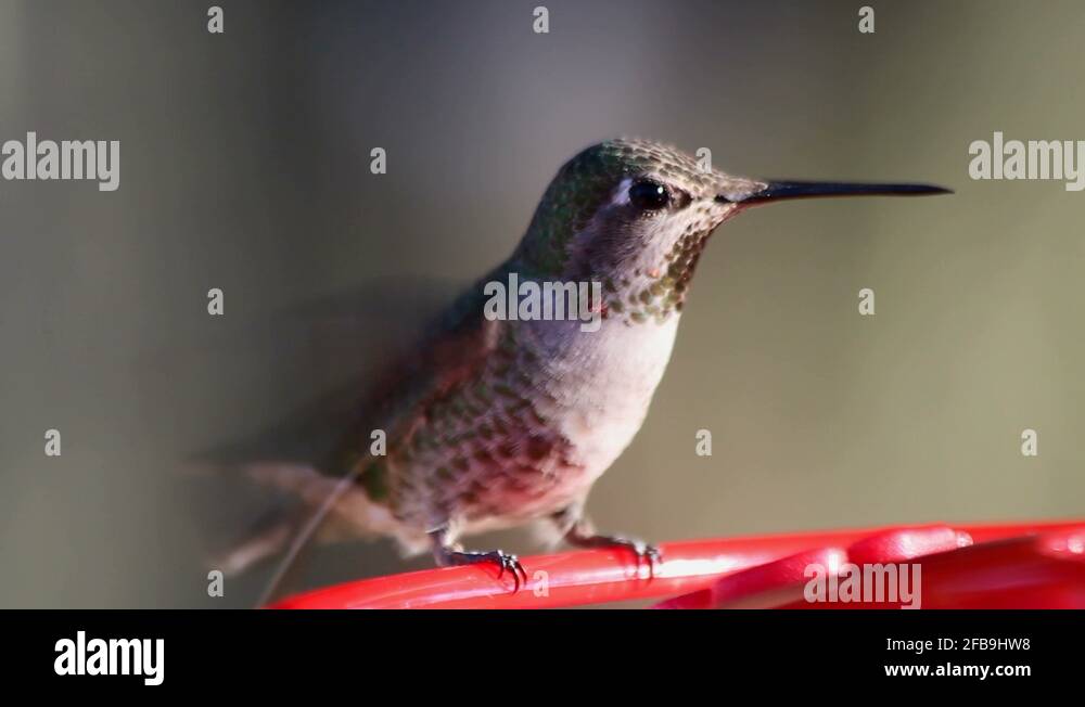 Gold hummingbird Stock Videos & Footage - HD and 4K Video Clips - Alamy