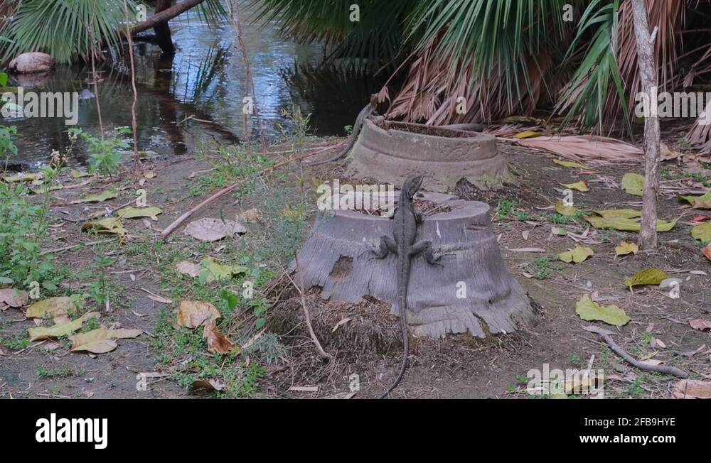 Australian native lizards Stock Videos & Footage - HD and 4K Video ...