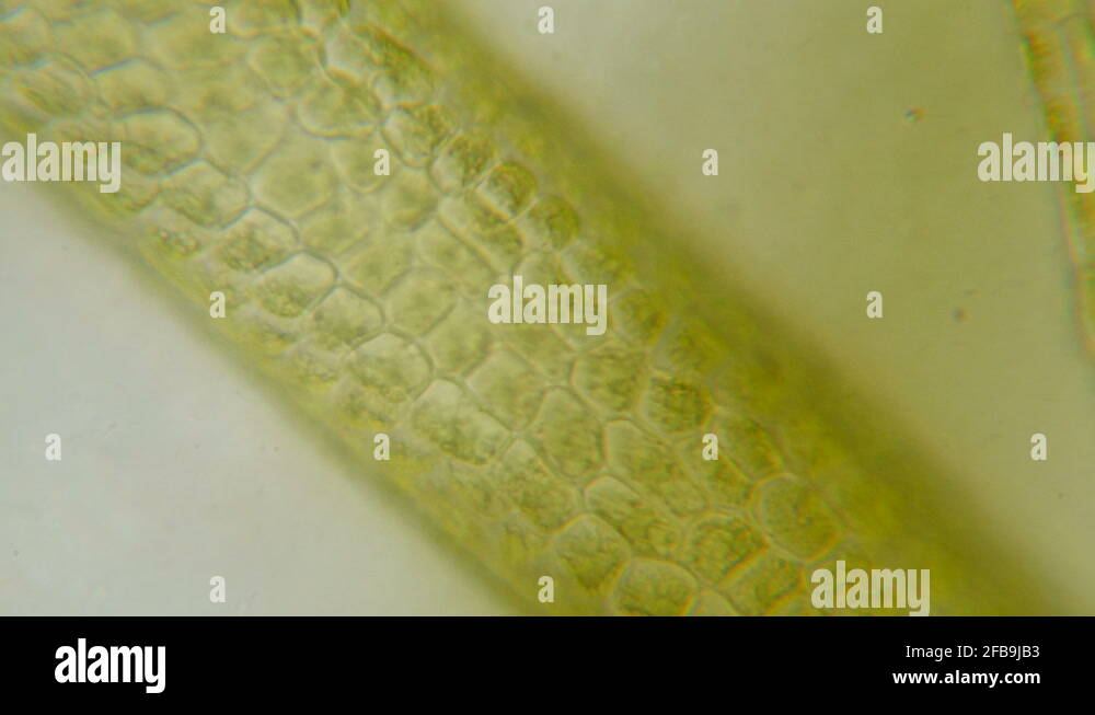 Chloroplast under a microscope. Chloroplasts in plant cells. Cell ...