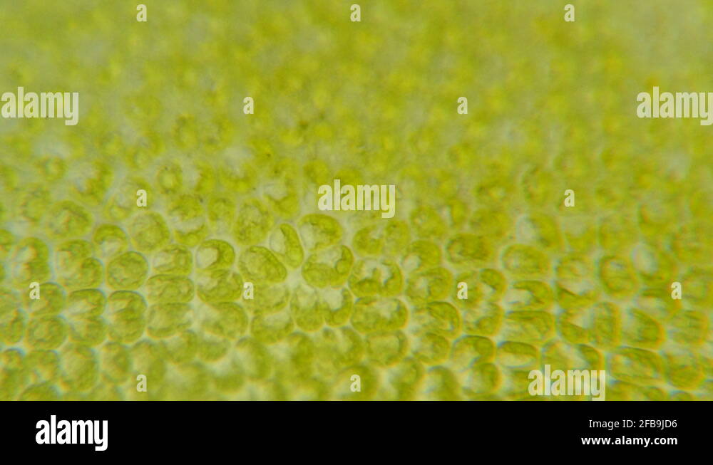 Chloroplast under a microscope. Chloroplasts in plant cells. Cell ...