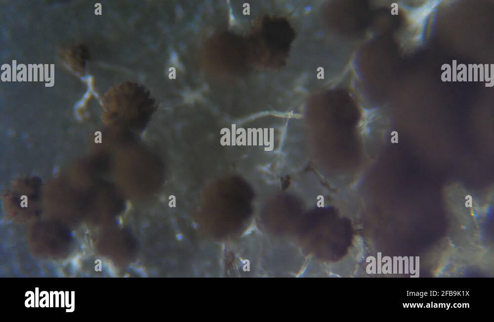 Bread mould cell Stock Videos & Footage - HD and 4K Video Clips - Alamy
