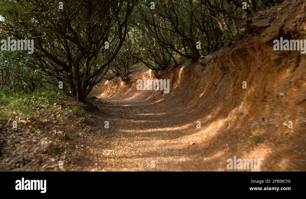 Pathway under the trees Stock Videos & Footage - HD and 4K Video Clips ...