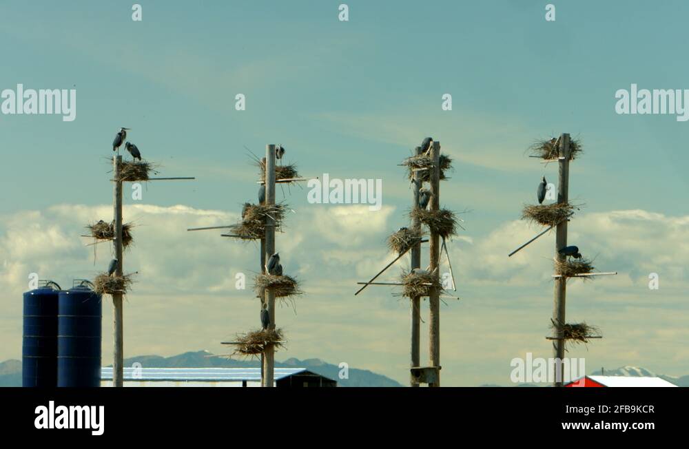 Tall poles Stock Videos & Footage - HD and 4K Video Clips - Alamy