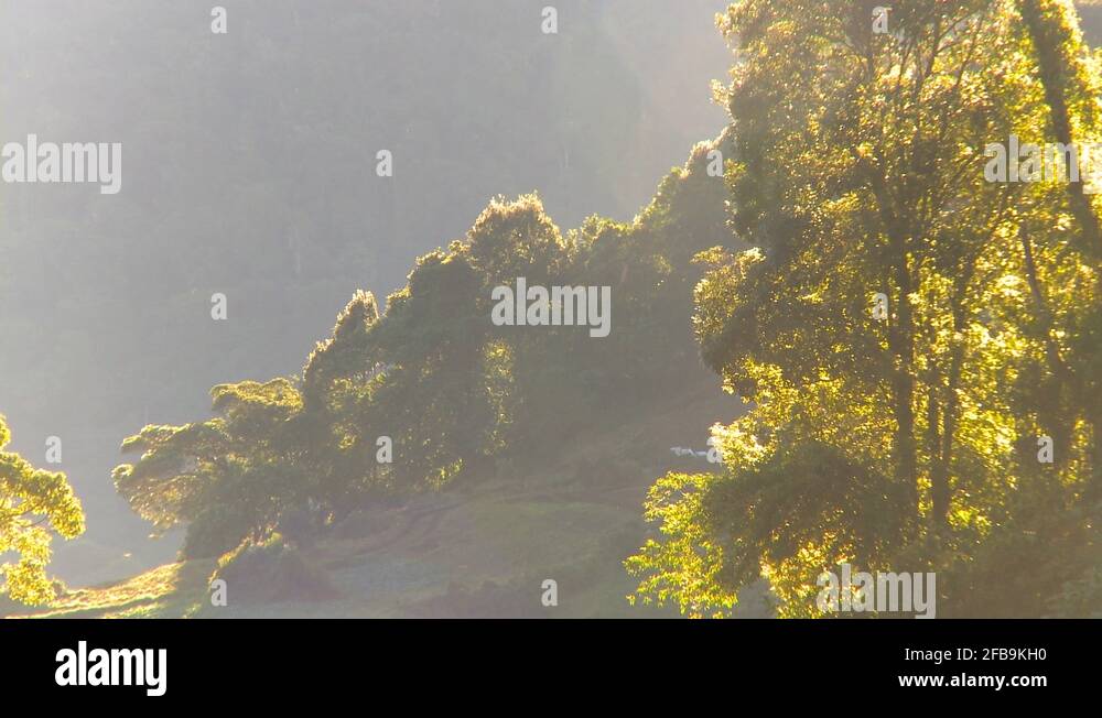 Distant trees Stock Videos & Footage - HD and 4K Video Clips - Alamy