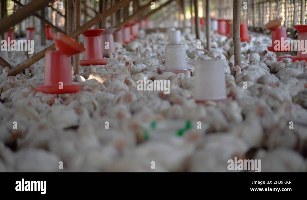 Broiler meat Stock Videos & Footage - HD and 4K Video Clips - Alamy