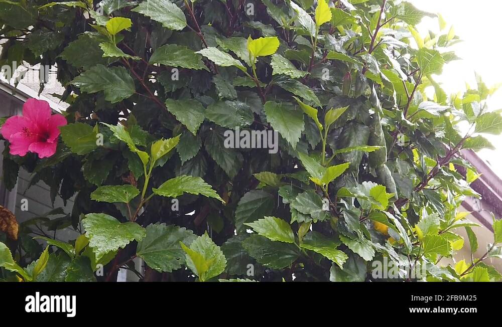 Rain drops falling on rose bush Stock Videos & Footage - HD and 4K ...